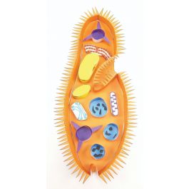 Paramecium 3-D Model Making Kit