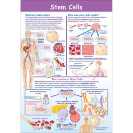 Stem Cells Poster, Laminated | NewPath Learning