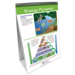 Food Chains and Food Webs Curriculum Mastery Flip Chart Set