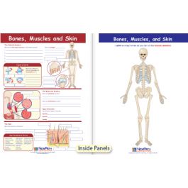 Bones, Muscles & Skin Visual Learning Guide | NewPath Learning