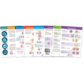 Meiosis Bulletin Board Chart Set of 8 | NewPath Learning