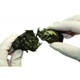 Owl Pellet Dissection & Prey Identification Lab Investigation (Class ...