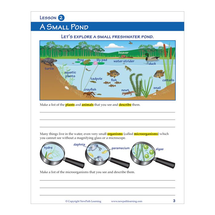 Ecosystem Diagram For Kids