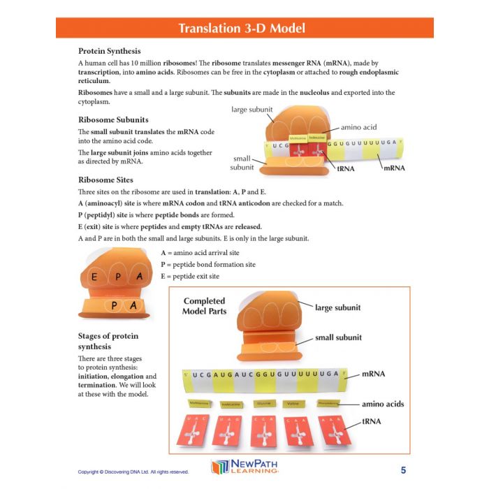 Protein Synthesis 3d Model
